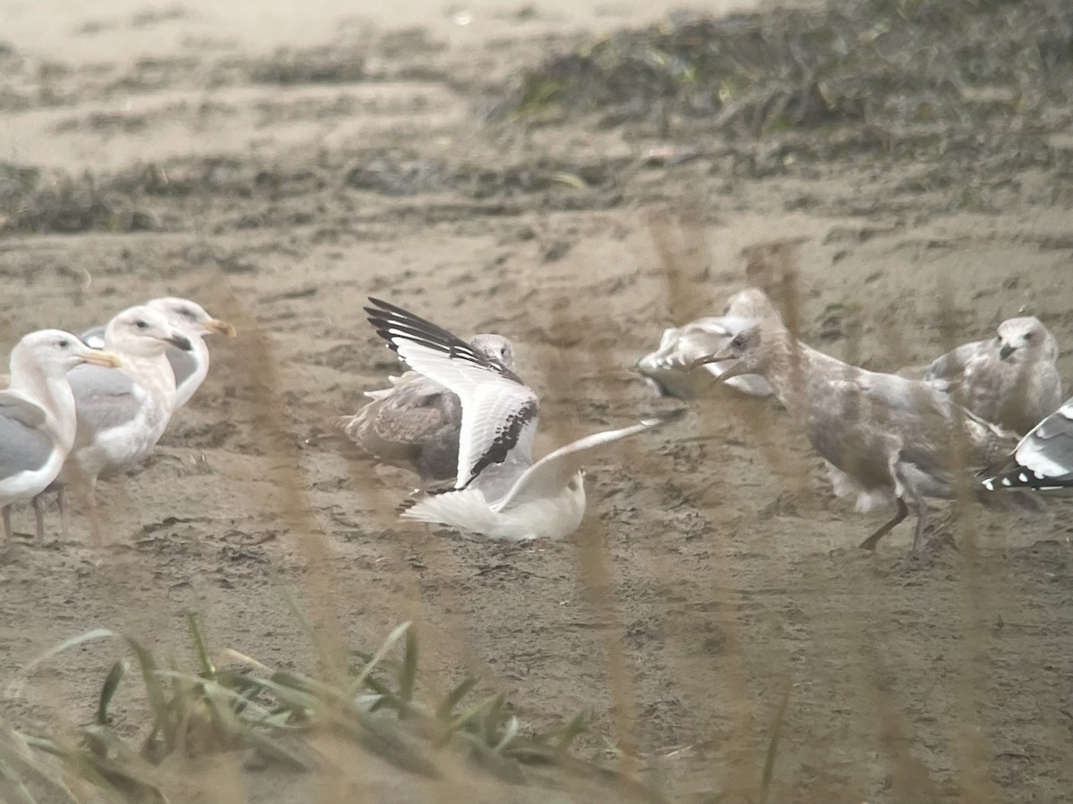 eBird Checklist - 11 Nov 2023 - 1071 Whipple Ave, Grayland US-WA 46. ...