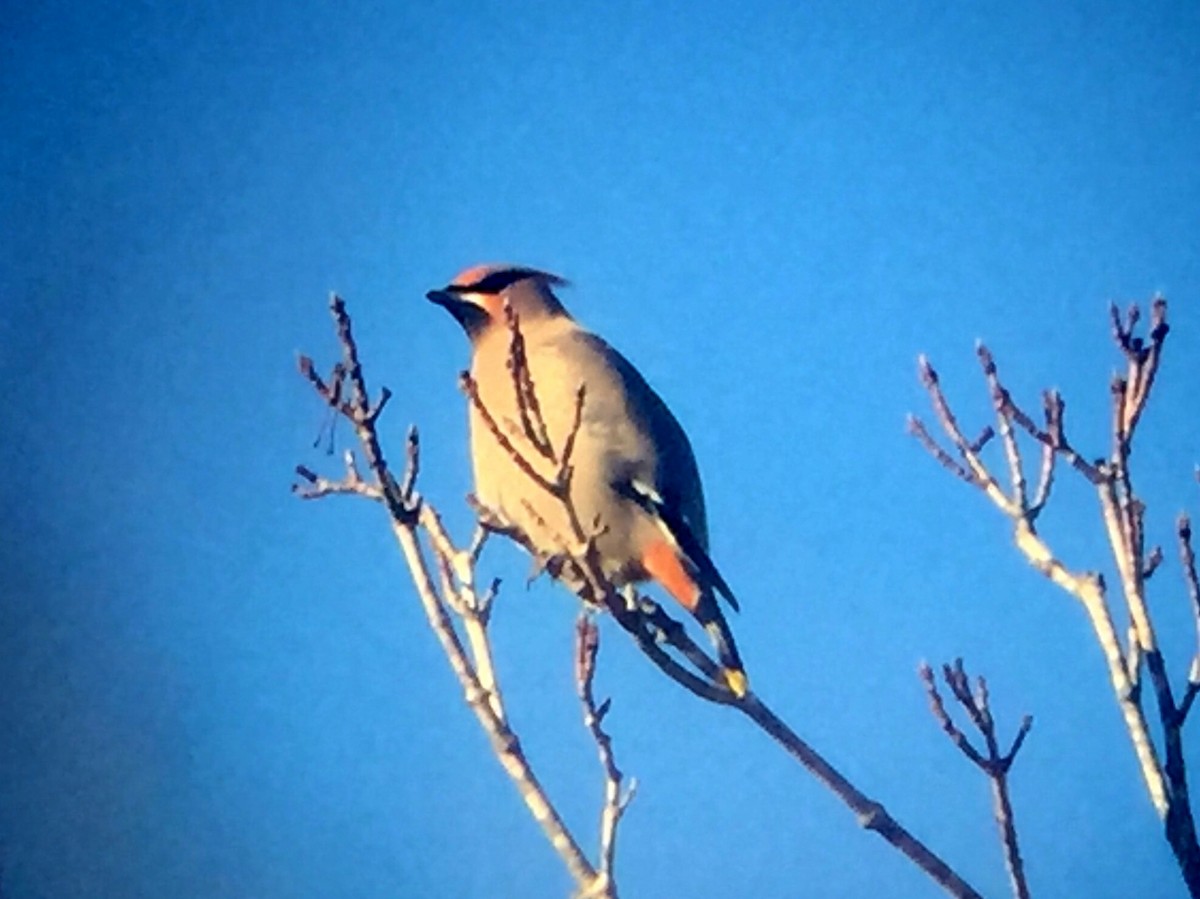 eBird Checklist - 11 Nov 2023 - Thompson Wildlife Sanctuary, Sandwich ...