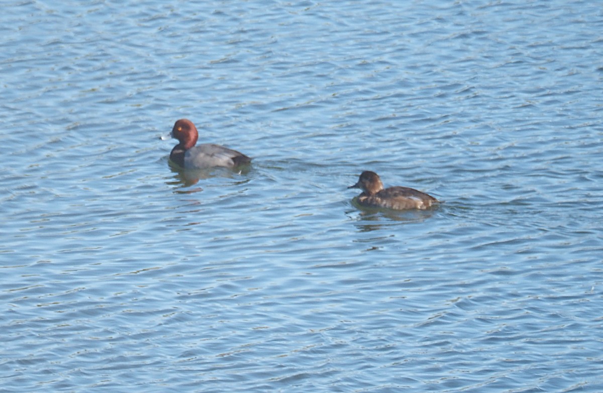 eBird Checklist - 11 Nov 2023 - Lake Elsinore--south levee and back ...