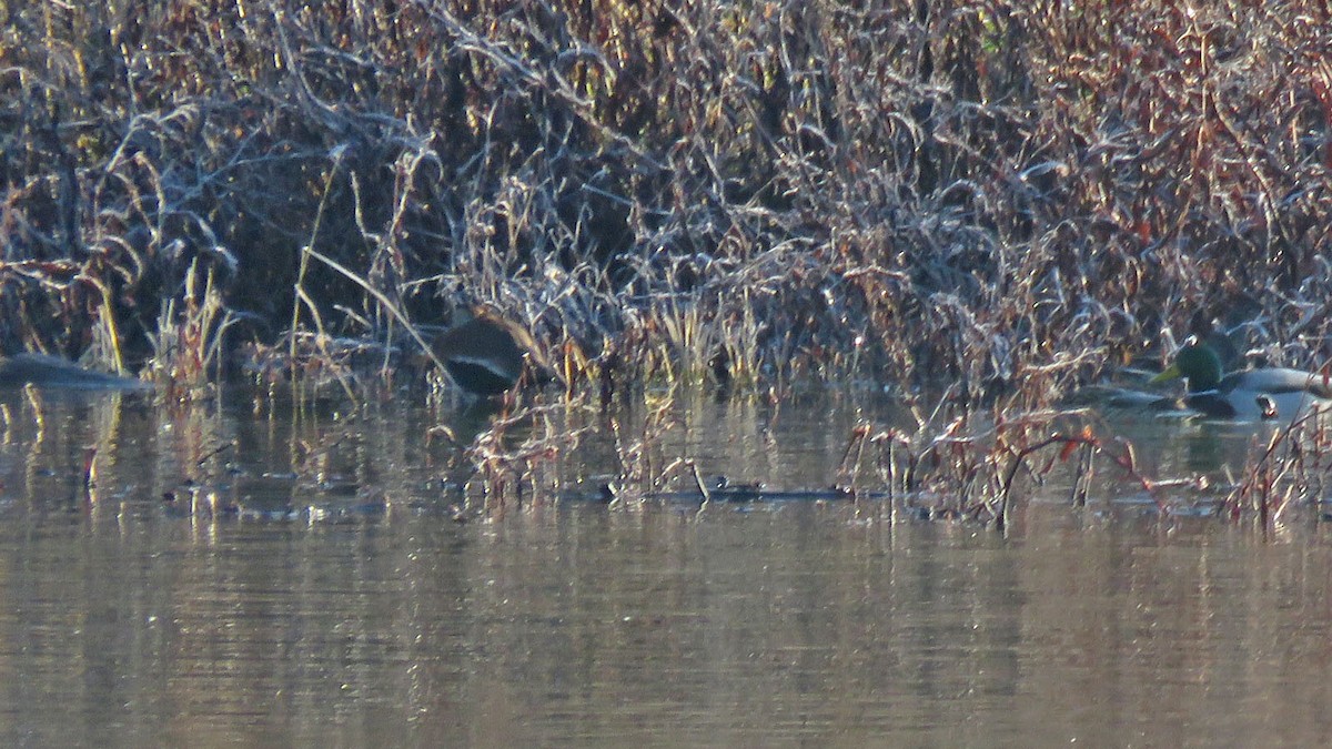 eBird Checklist - 11 Nov 2023 - Stricker's Pond - 15 species
