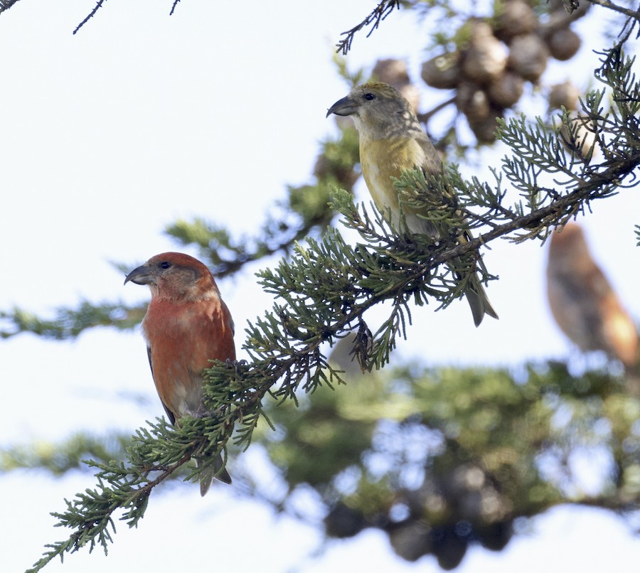 crossbill sp. - eBird