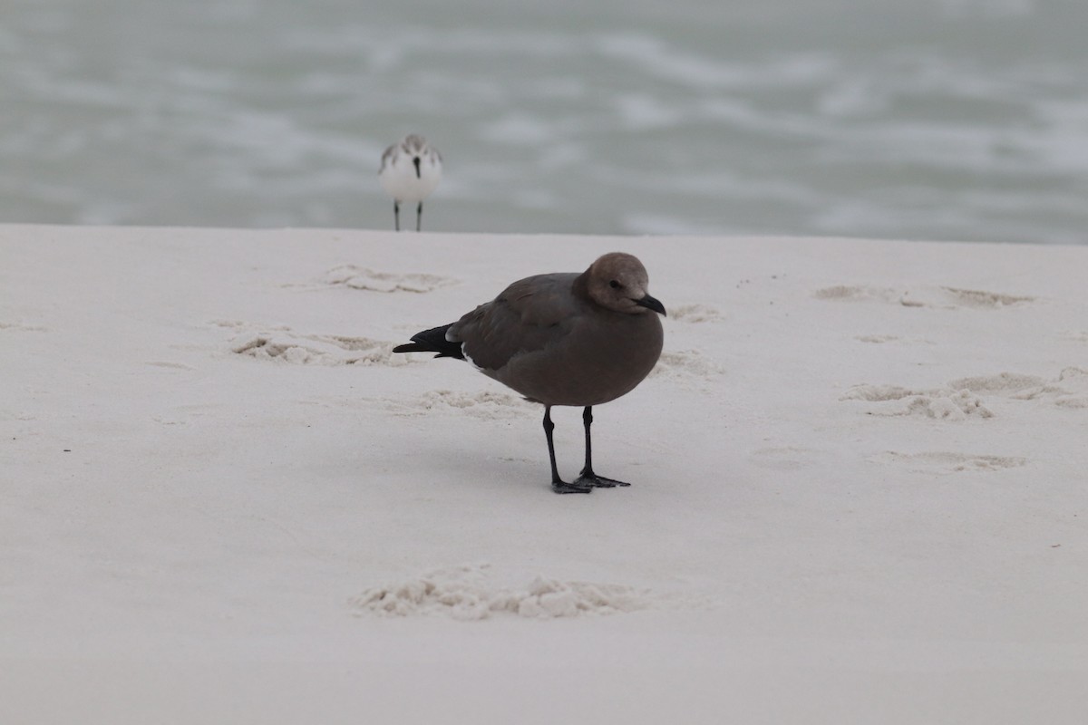 eBird Caribbean Checklist - 11 Nov 2023 - 17 Fort Panic Rd, Santa Rosa ...