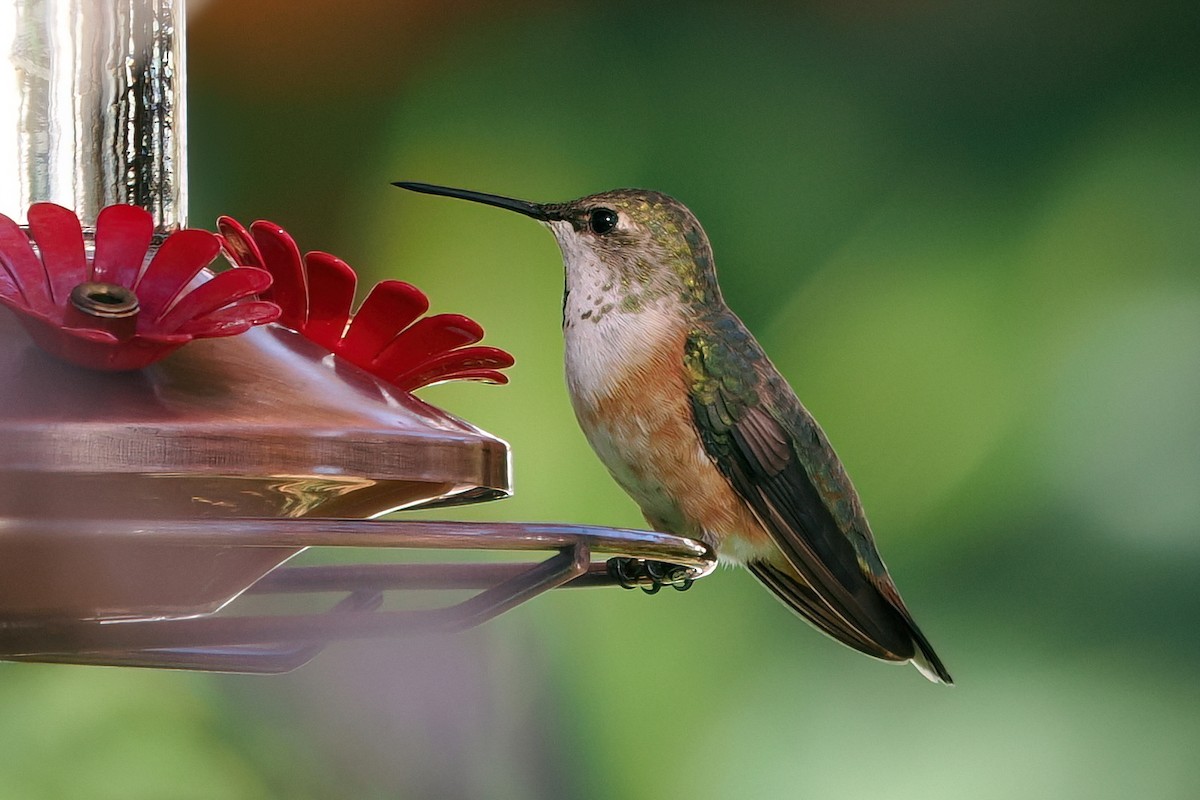 eBird Checklist - 11 Nov 2023 - Cos Cob Community Garden - Pinetum - 5 ...