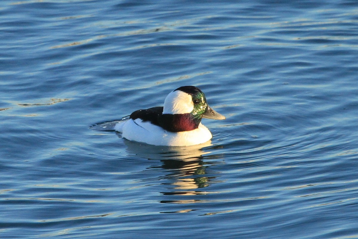 eBird Checklist - 11 Nov 2023 - Pillar Point Harbor - 22 species