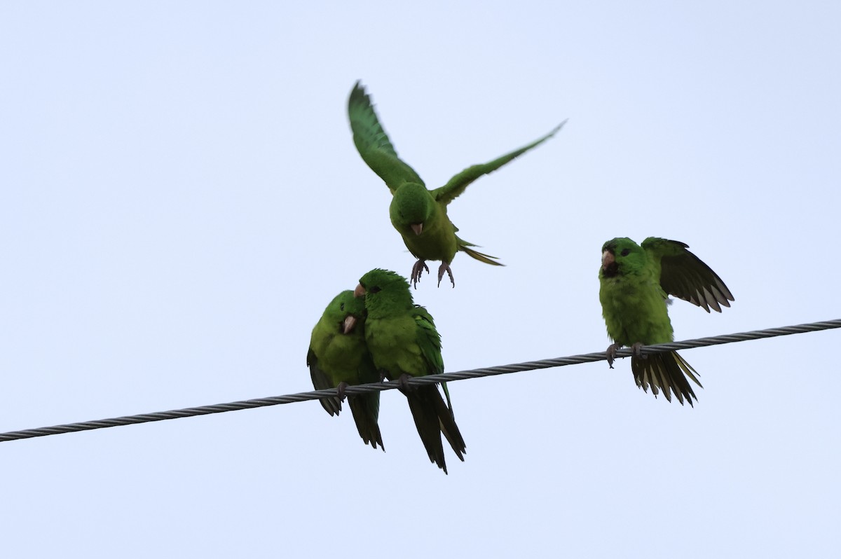 eBird Checklist - 11 Nov 2023 - Valle Vista Mall, Harlingen US-TX 26. ...
