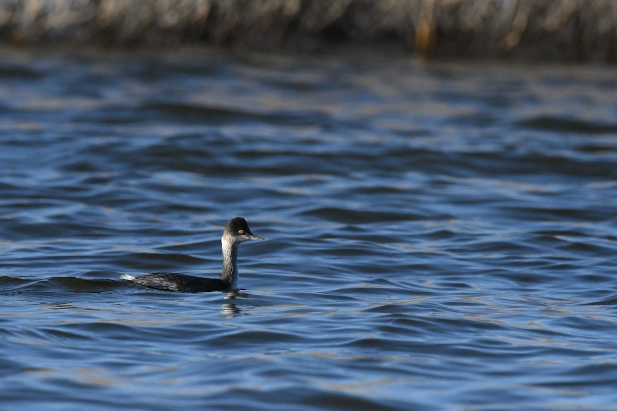 eBird Checklist - 11 Nov 2023 - San Carlos Lake (Graham Co.) - 35 species