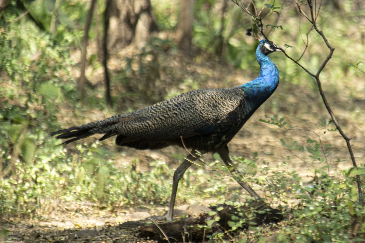 eBird India Checklist - 12 Nov 2023 - ARAI Hills (Vetal Tekdi) - 35 ...