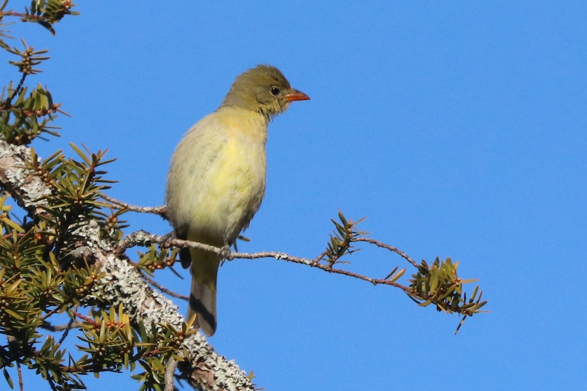 eBird Checklist - 12 Nov 2023 - Dartmouth, Henry Findlay Park - 1 species