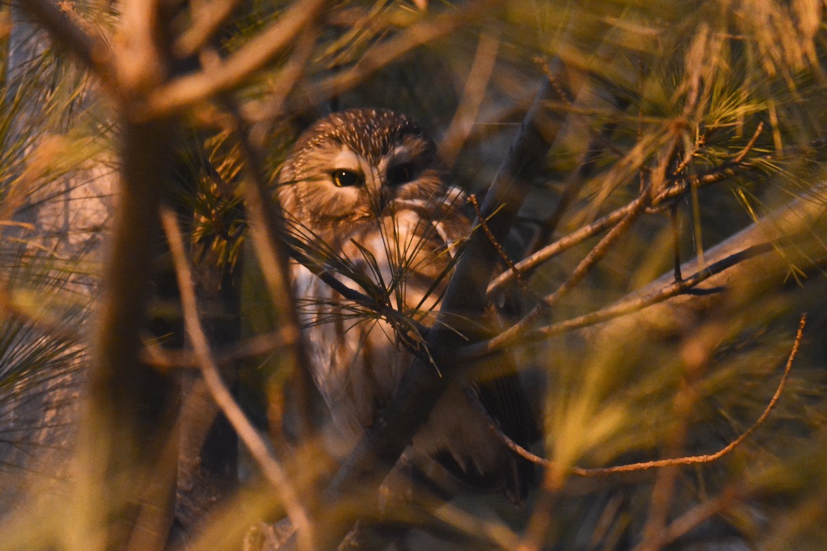 eBird Checklist - 11 Nov 2023 - Markham--Grand Cornell Park & Ponds - 1 ...