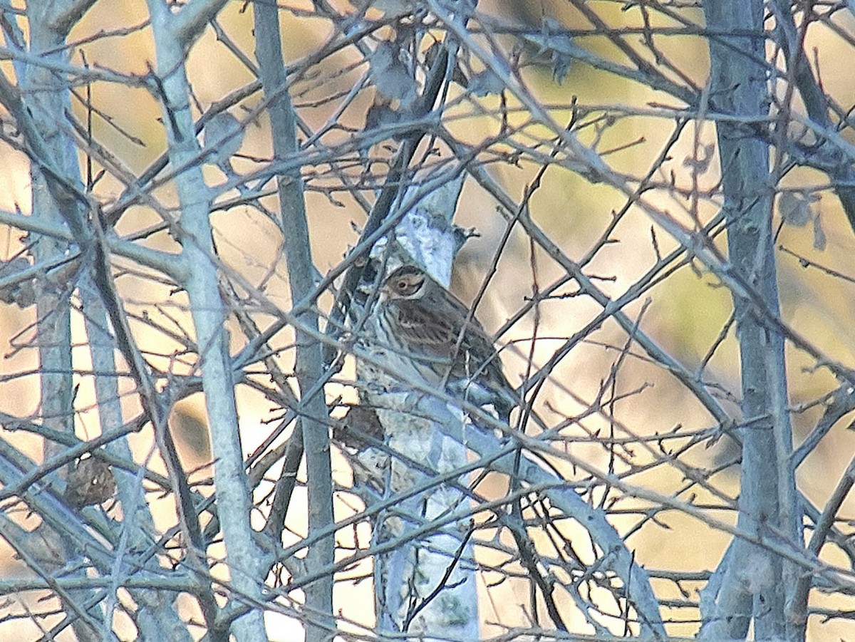 eBird Checklist - 12 Nov 2023 - Baraggia di Candelo - Sentiero ...