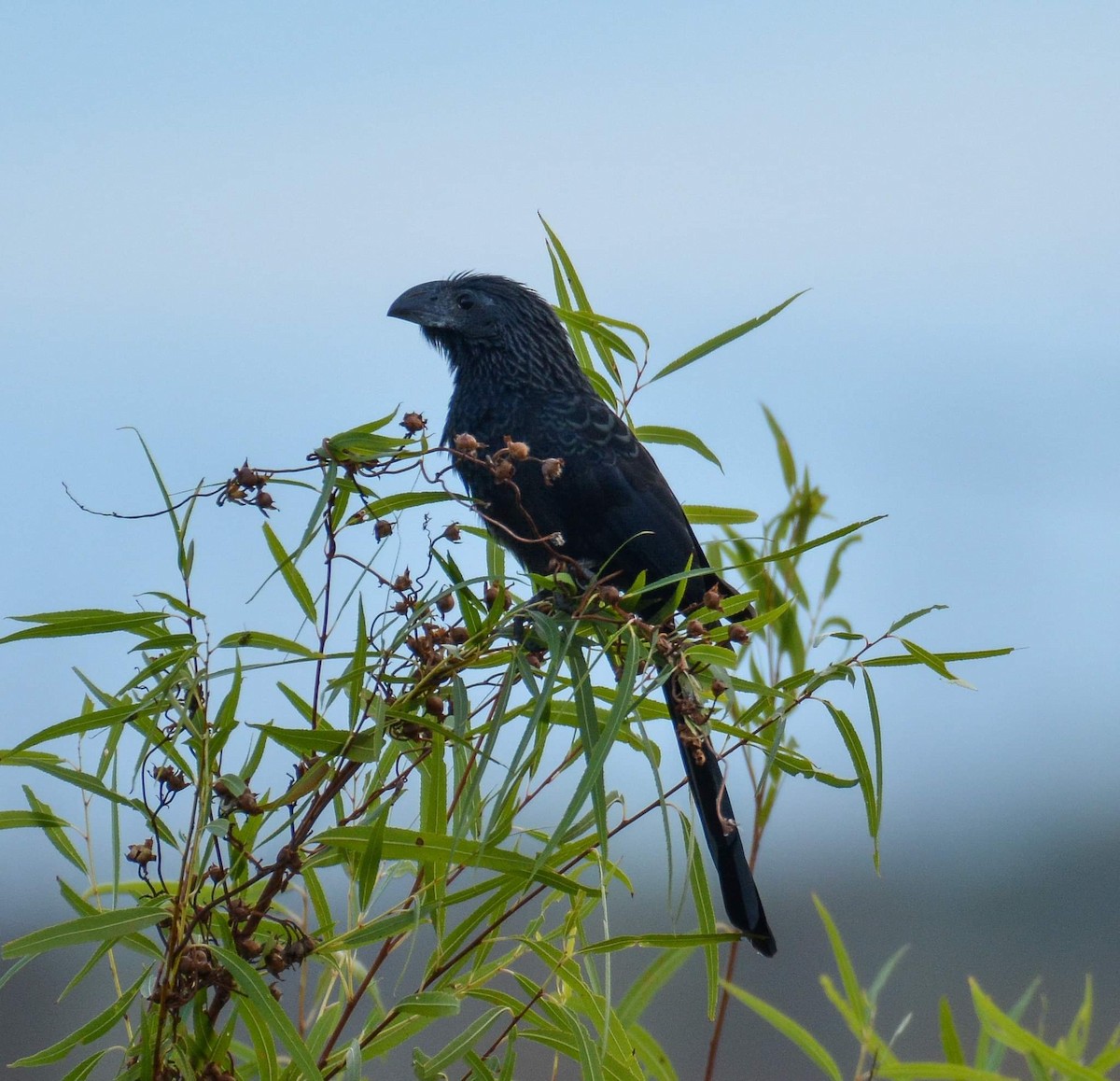 eBird Checklist - 11 Nov 2023 - See Bee Park - 11 species