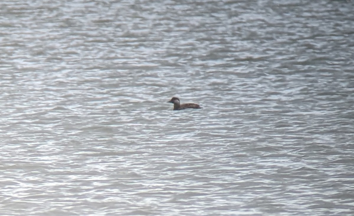 eBird Checklist - 12 Nov 2023 - Turlin Moor LNR - 49 species