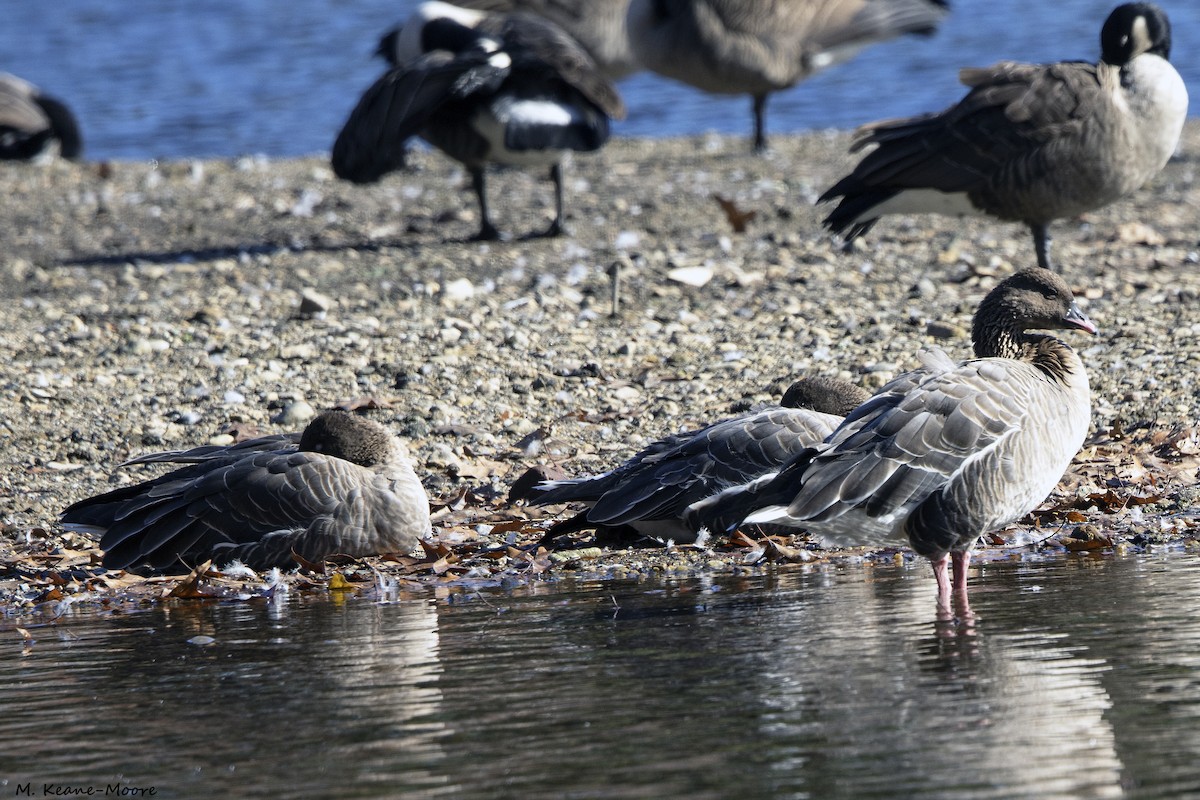 eBird Checklist - 12 Nov 2023 - Smith College--Paradise Pond - 7 species
