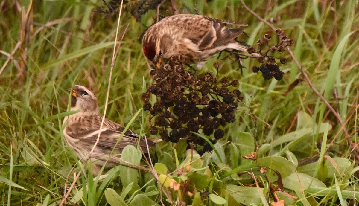 eBird Checklist - 12 Nov 2023 - Little River ferry terminal - 13 species