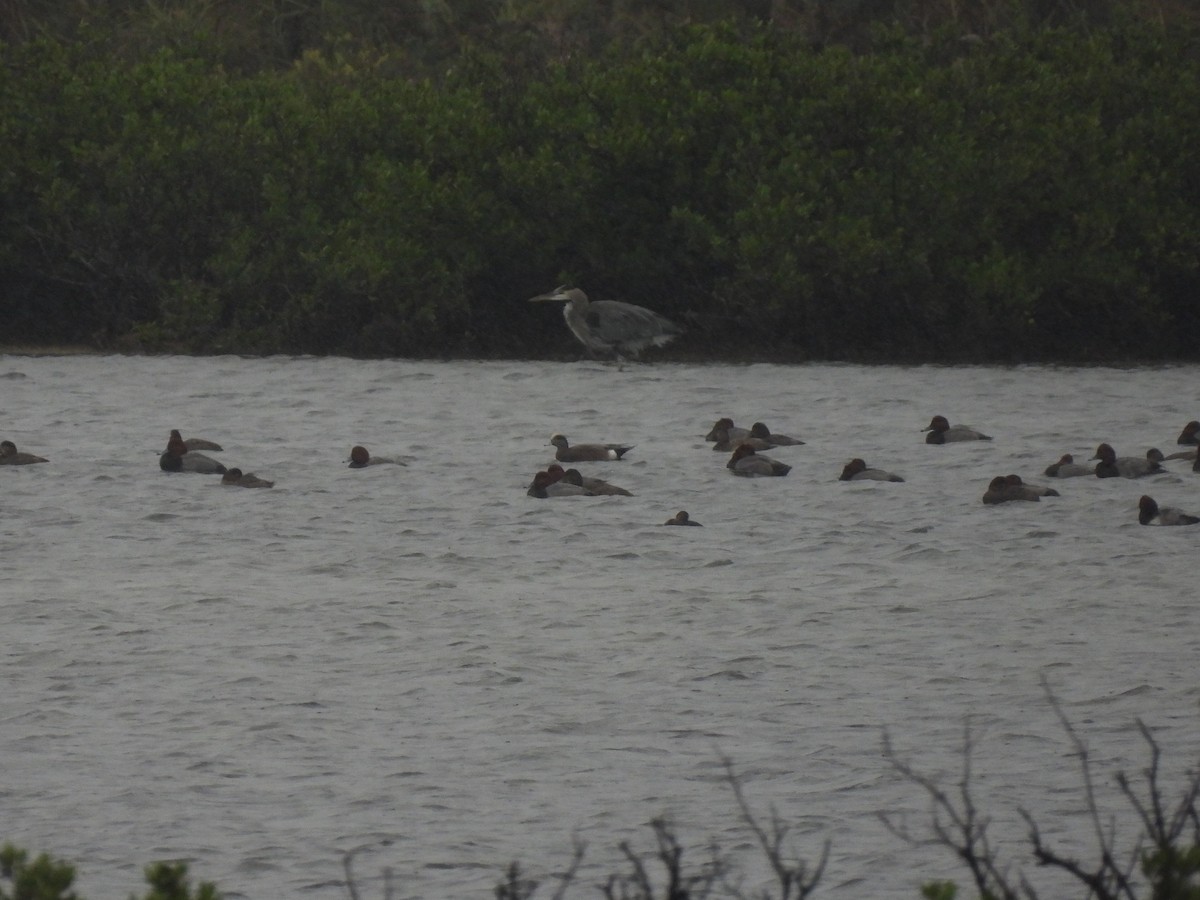 eBird Checklist - 11 Nov 2023 - Laguna Atascosa NWR (LTC 024) - 69 ...