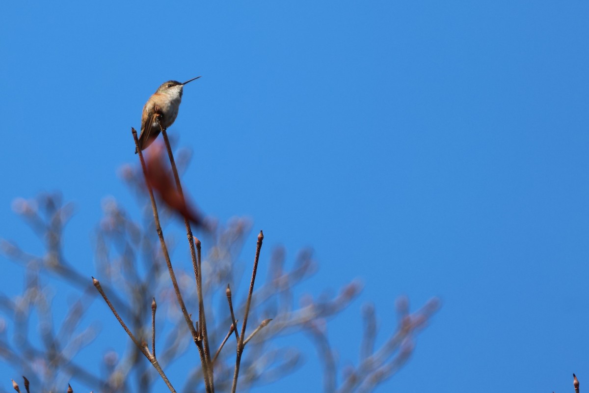 eBird Checklist - 12 Nov 2023 - Montgomery Pinetum, Cos Cob - 6 species