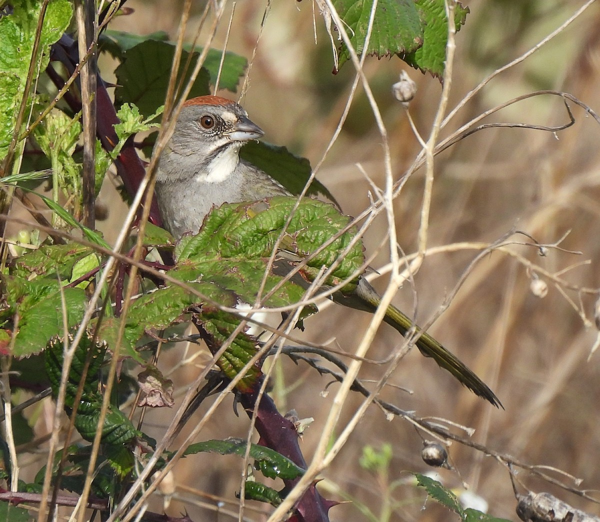 eBird Checklist - 12 Nov 2023 - Arcata Bottoms--V St. Loop - 12 species ...