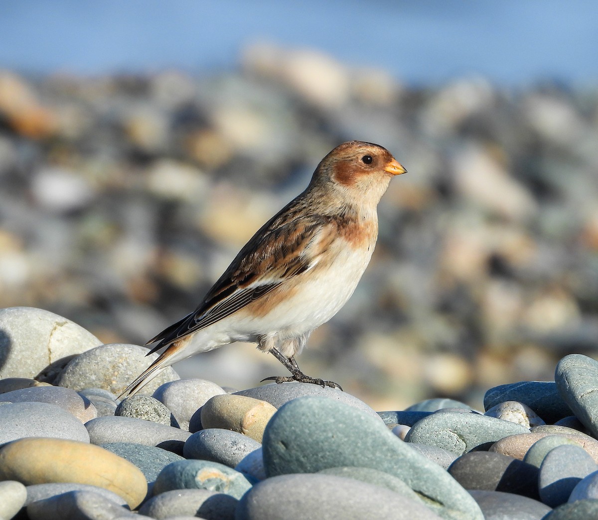 eBird Checklist - 12 Nov 2023 - Newcastle--airfield, marsh and coast ...