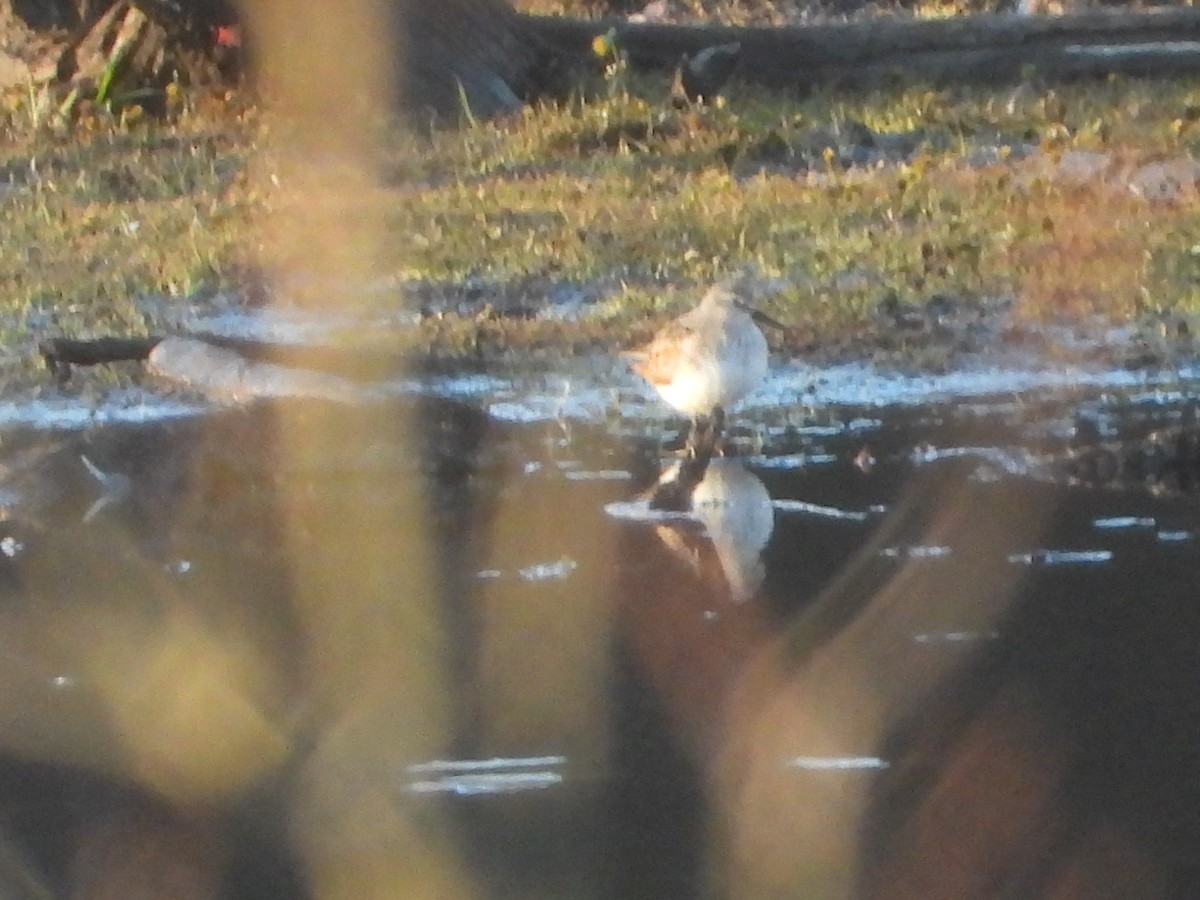eBird Checklist - 12 Nov 2023 - Bolton Notch SP - 9 species