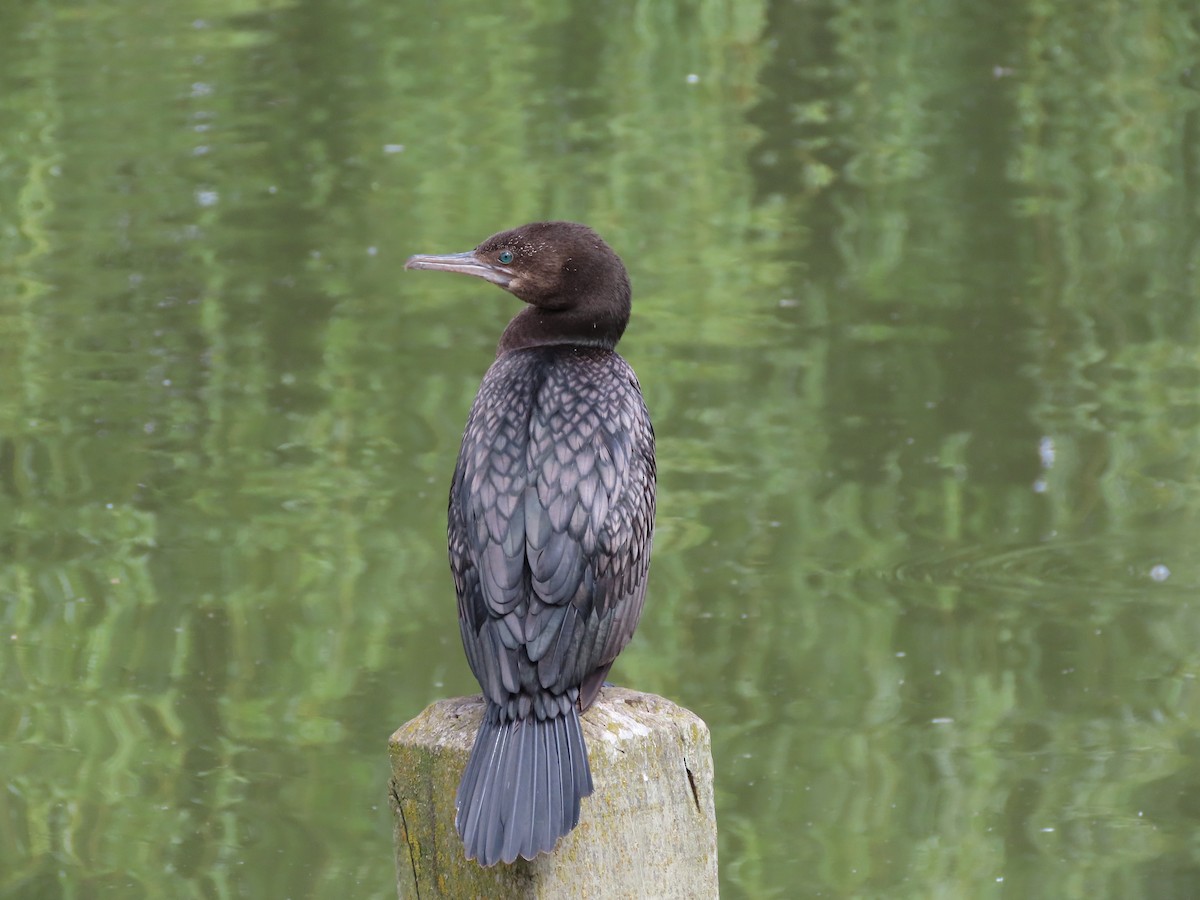 eBird Australia Checklist - 13 Nov 2023 - Lake Jerrabomberra ...