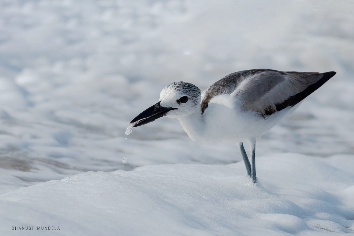 eBird Checklist - 12 Nov 2023 - Vellanathuruthu Road, Alappad, Kerala ...