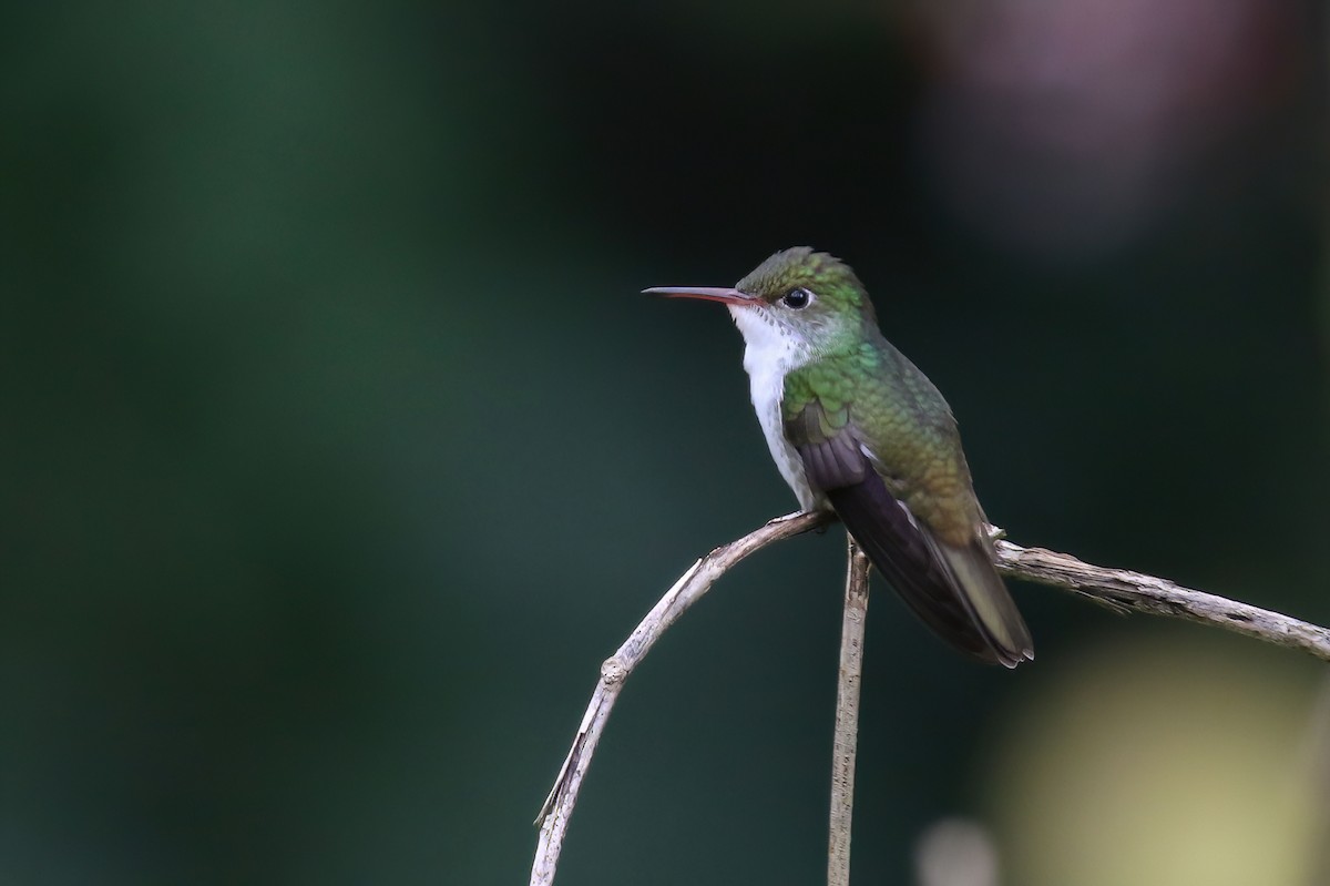 White-bellied Emerald - Chlorestes candida - Birds of the World