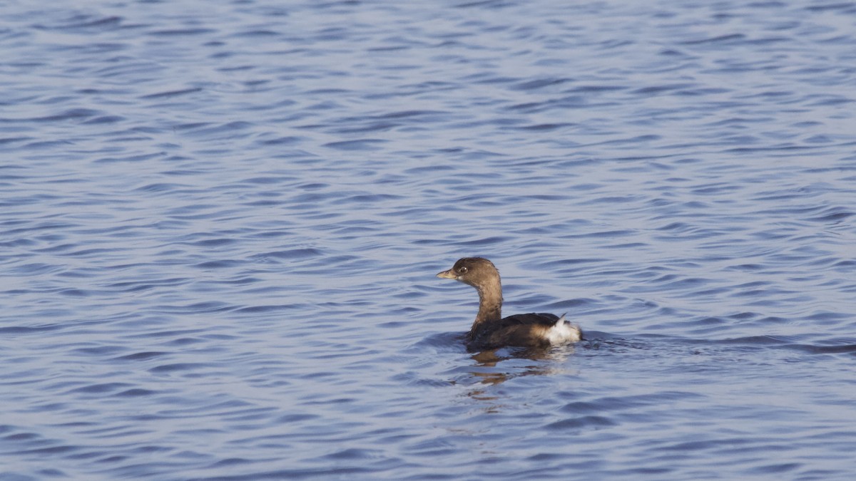 eBird Checklist - 12 Nov 2023 - Merced NWR - 53 species (+3 other taxa)