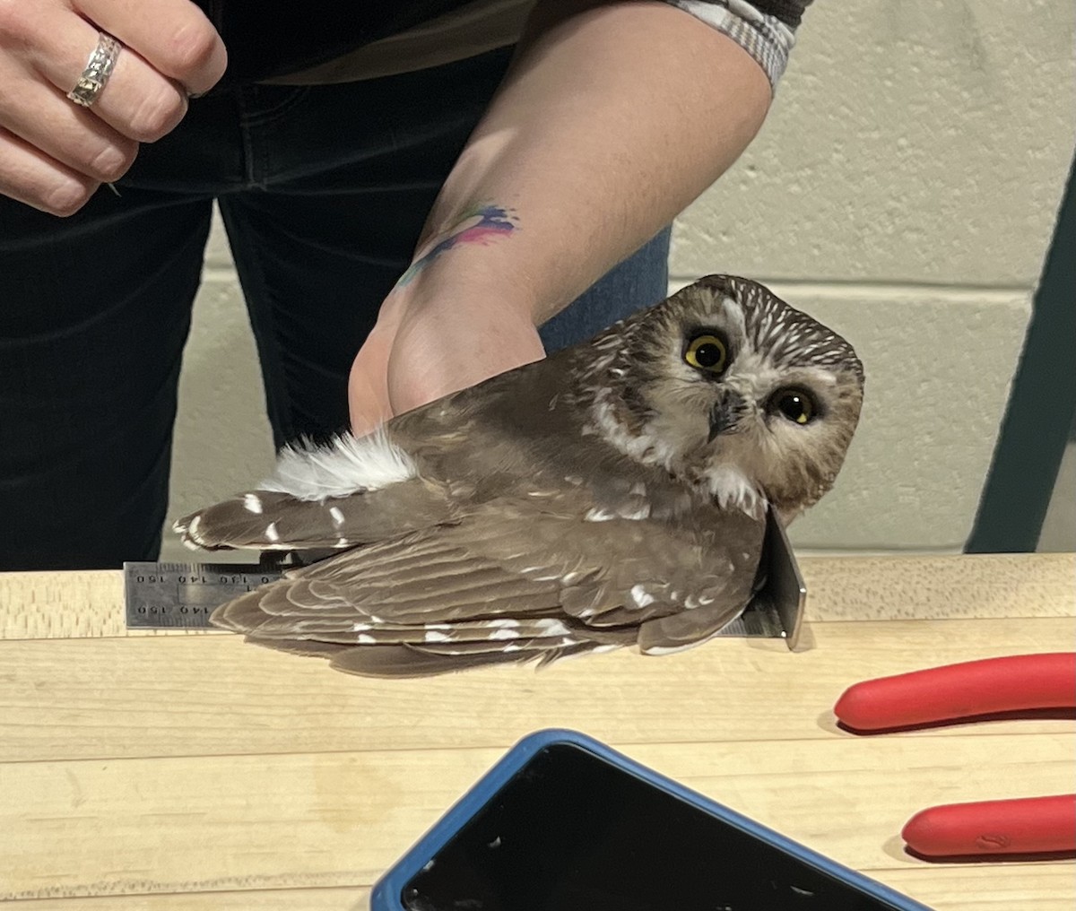 eBird Checklist - 2 Nov 2023 - Smithsonian Environmental Research Center - 1 species