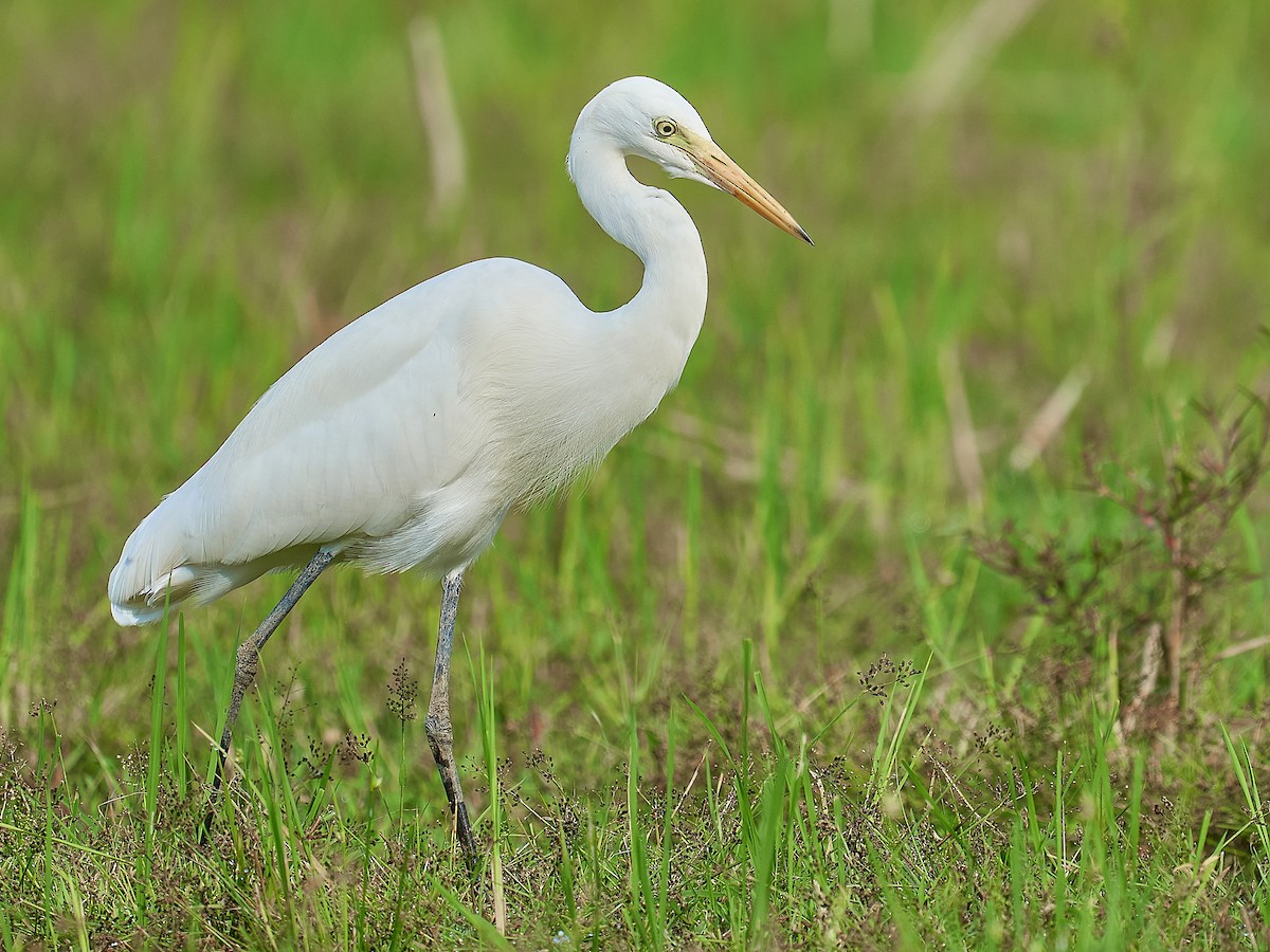 Medium Egret - Ardea intermedia - Birds of the World