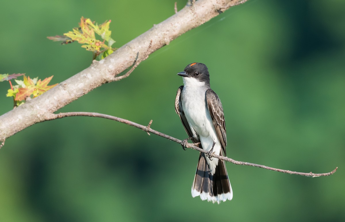 ML61106741 - Eastern Kingbird - Macaulay Library