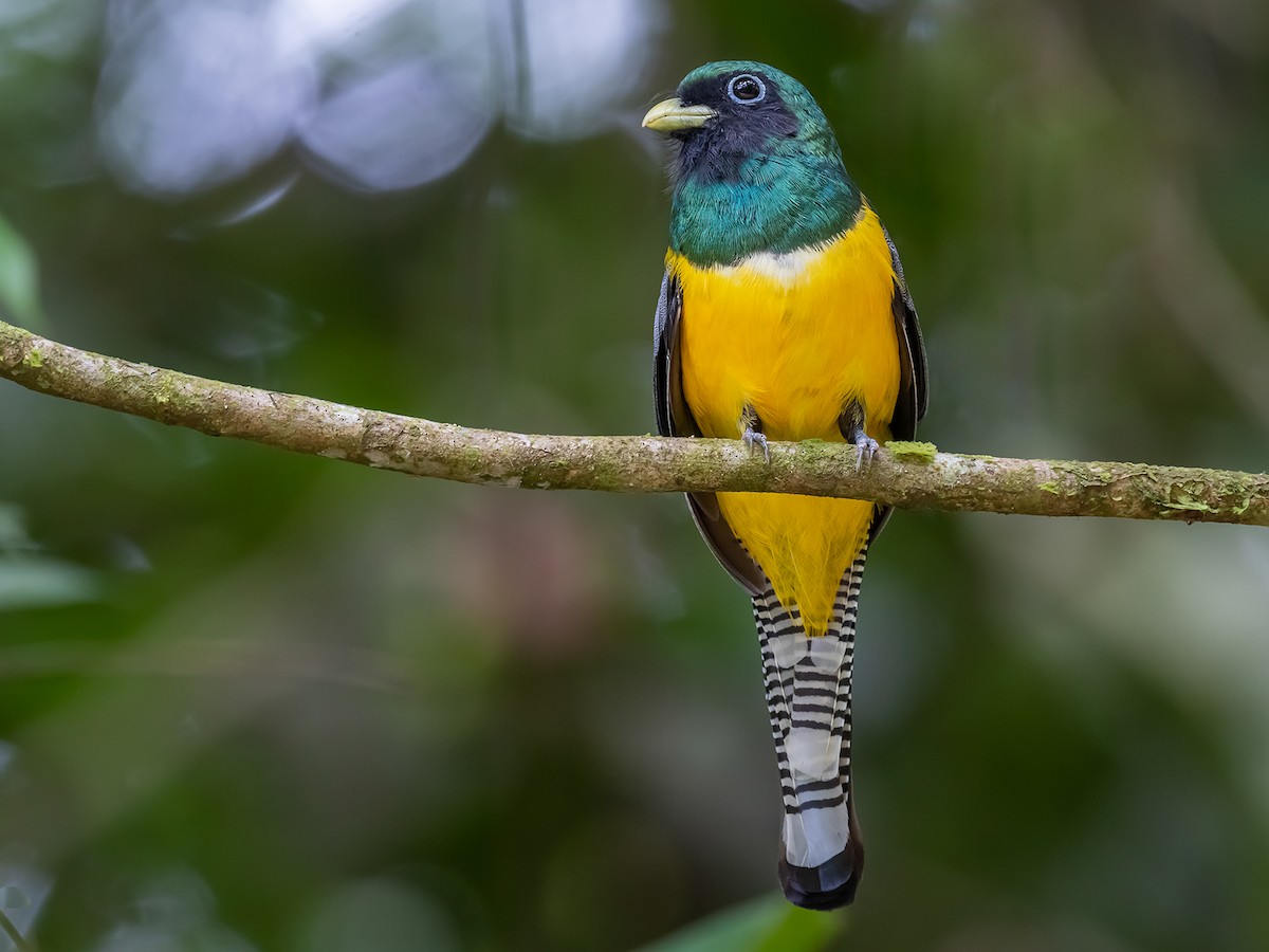 Northern Black-throated Trogon - Trogon tenellus - Birds of the World