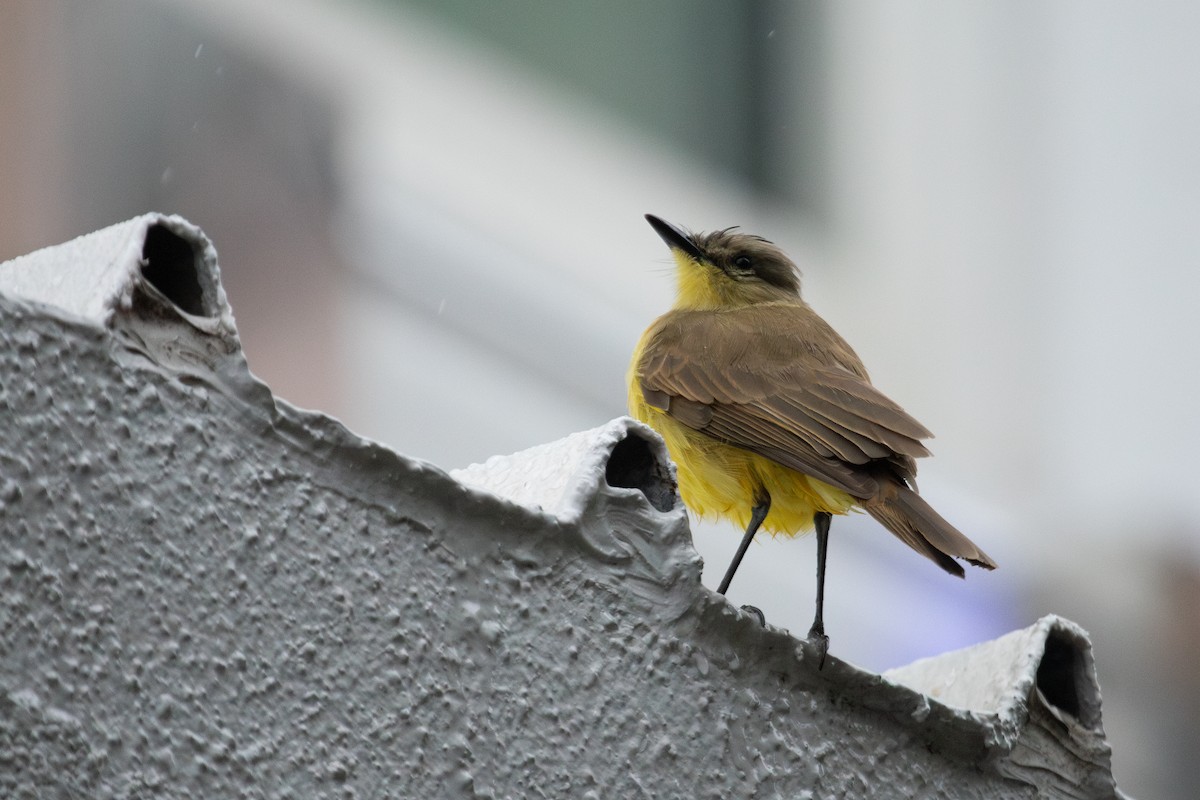 eBird Checklist - 12 Nov 2023 - North Chaparral at Schatzell area ...