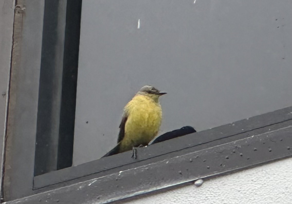 eBird Checklist - 12 Nov 2023 - 401–453 Lawrence St, Corpus Christi US ...