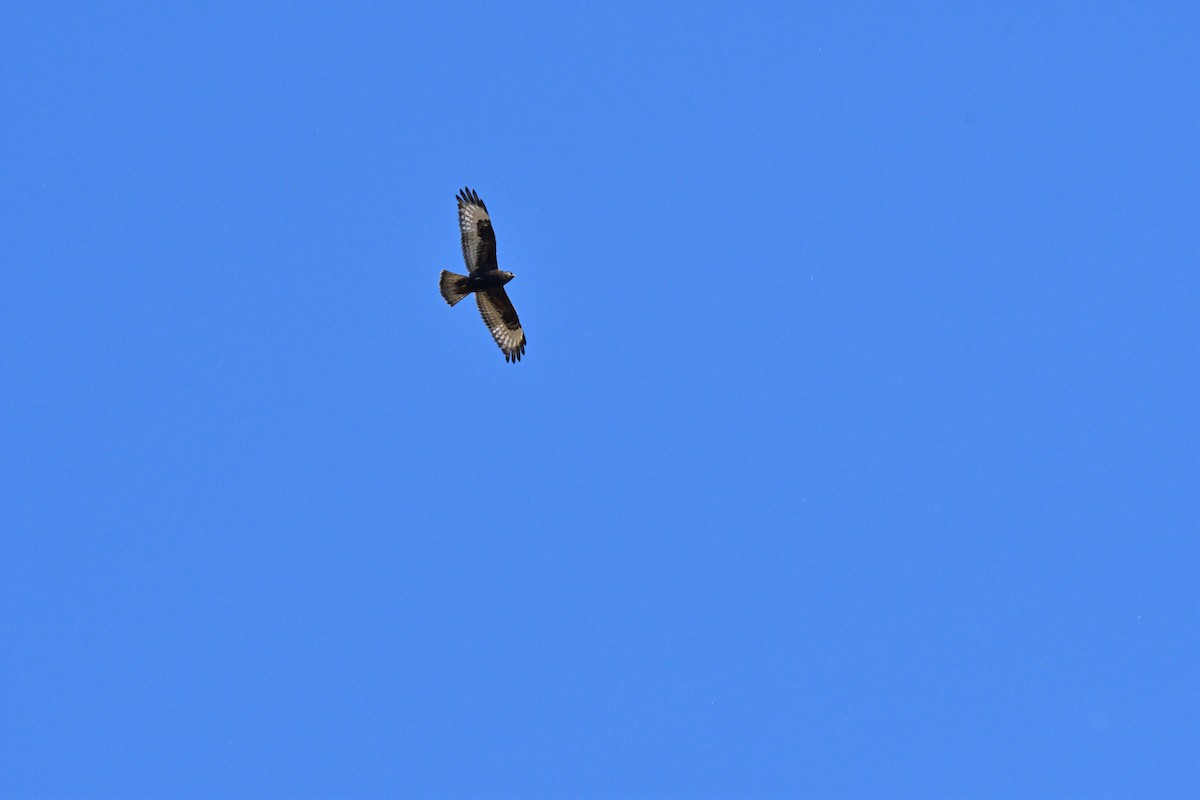 eBird Checklist - 12 Nov 2023 - Rough-legged Hawk Egypt Road - 2 species