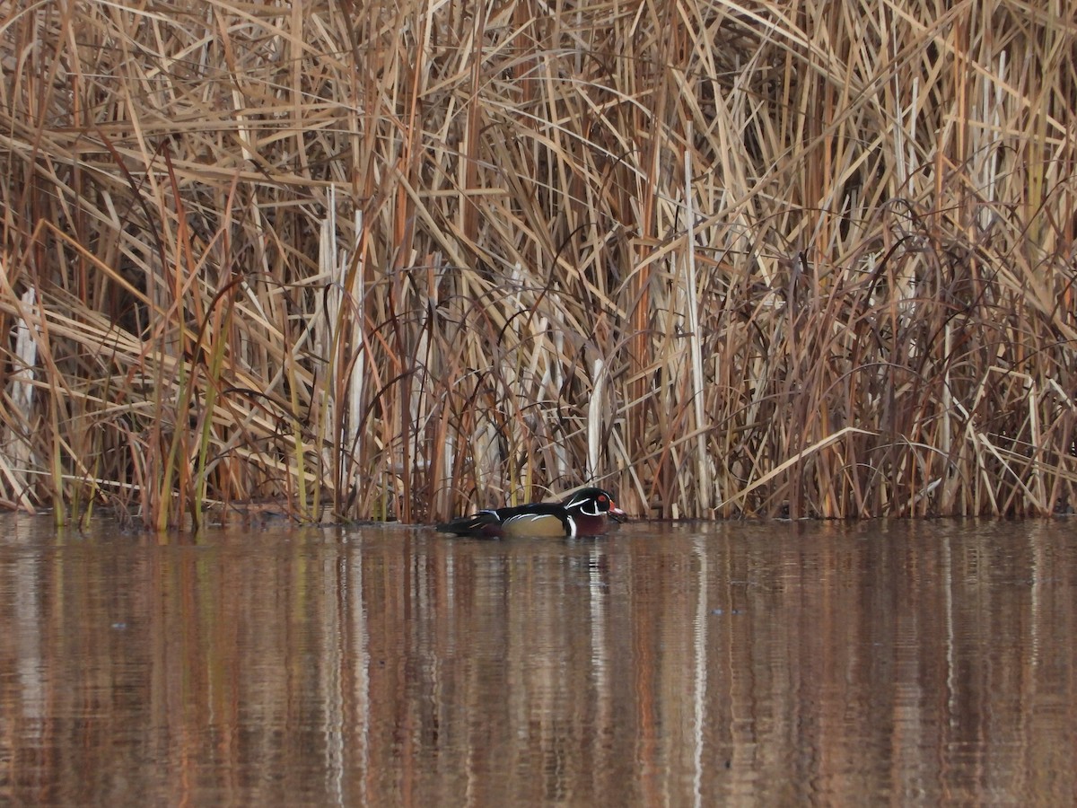 eBird Checklist - 12 Nov 2023 - Ingleside--Farran Park - 35 species