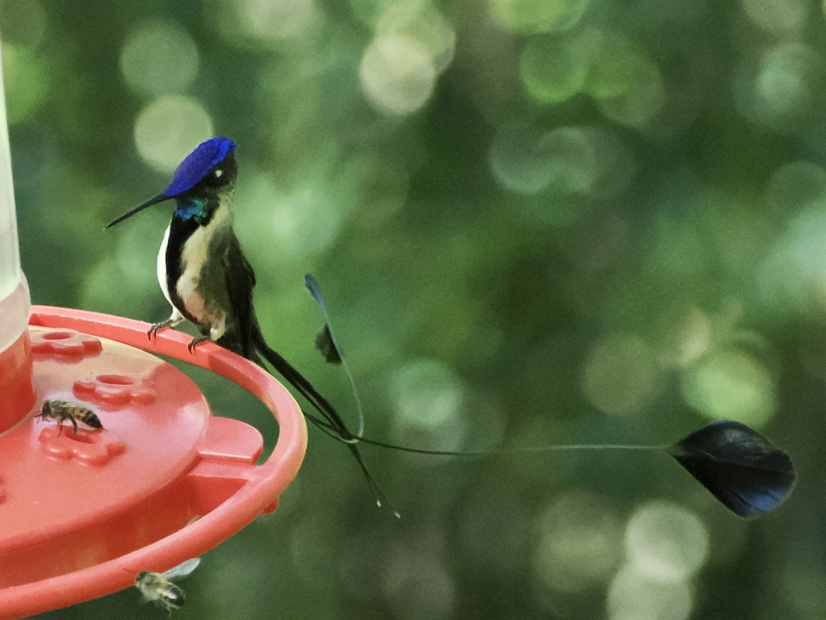 eBird Checklist - 11 Nov 2023 - Refugio del Colibrí Espátula - 12 species