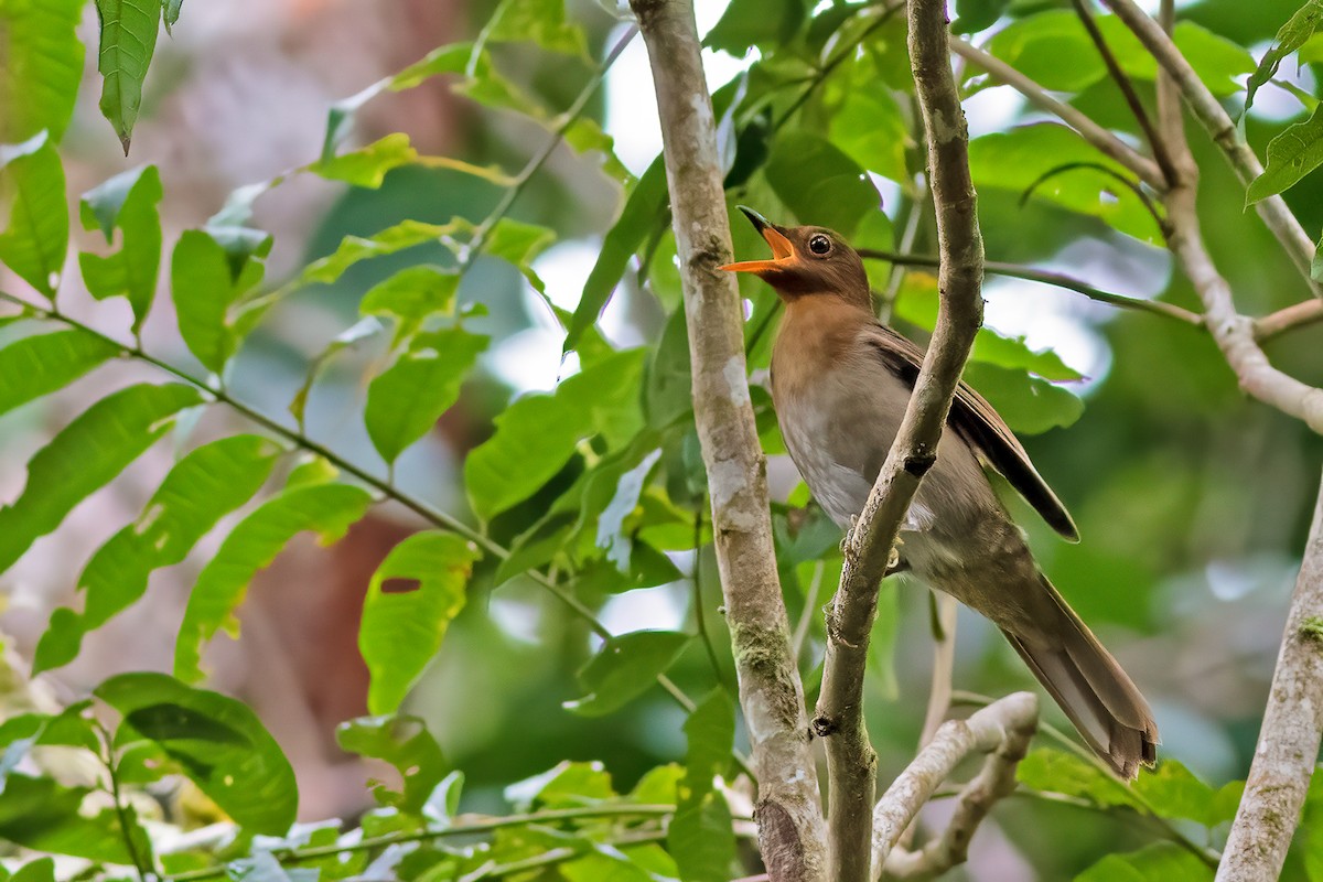 Rufous-brown Solitaire (Rufous-brown) - eBird