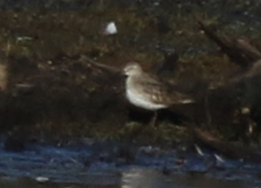 eBird Checklist - 13 Nov 2023 - Bolton Notch SP - 6 species