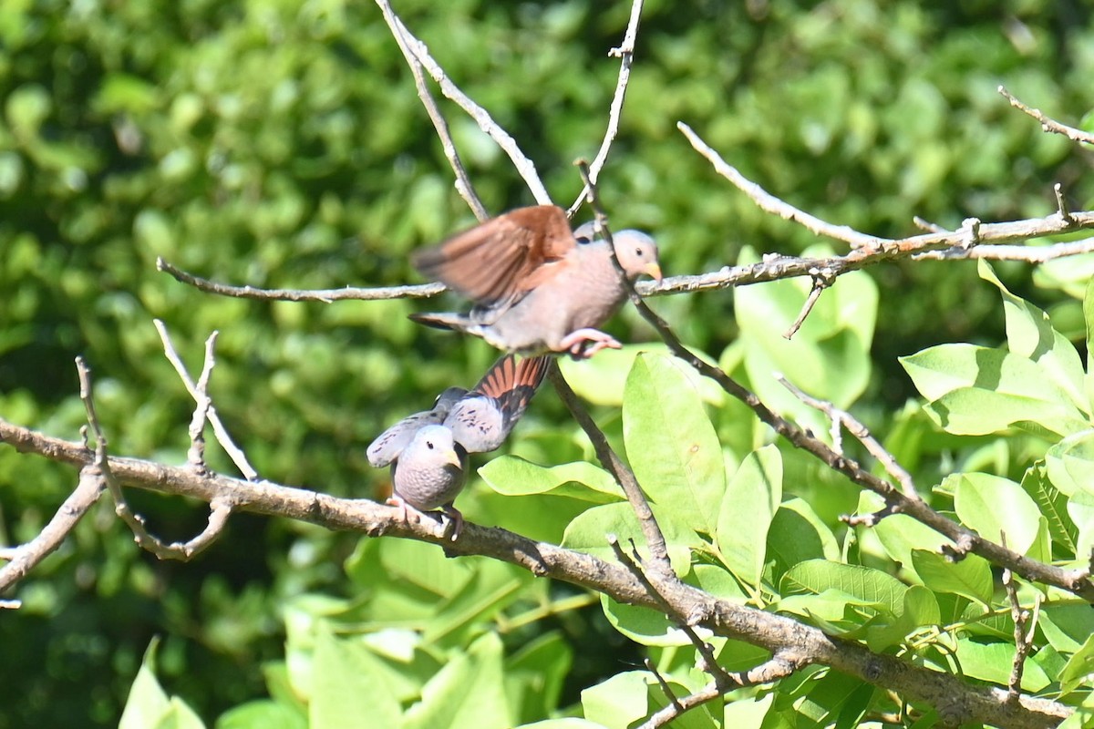 eBird India Checklist - 5 Nov 2023 - Round Hill - 15 species