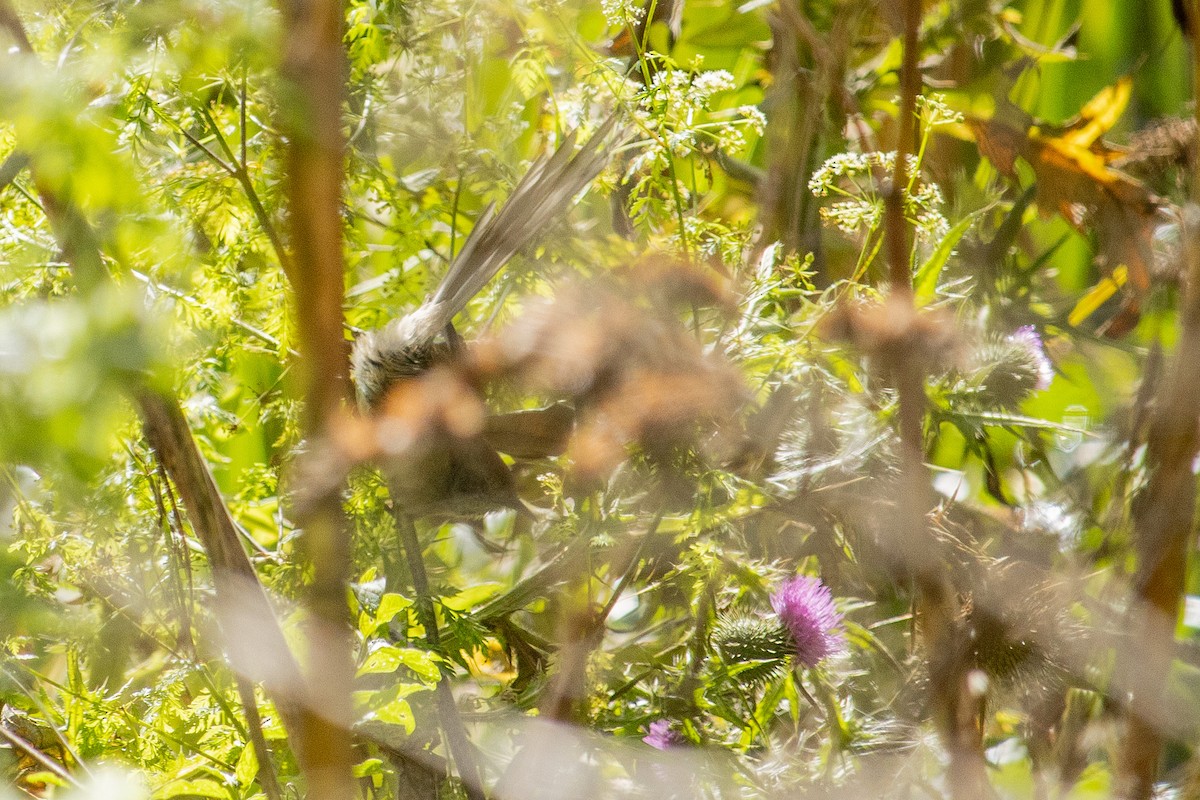 eBird Checklist - 13 Nov 2023 - Humedal Tibabuyes o Juan Amarillo ...