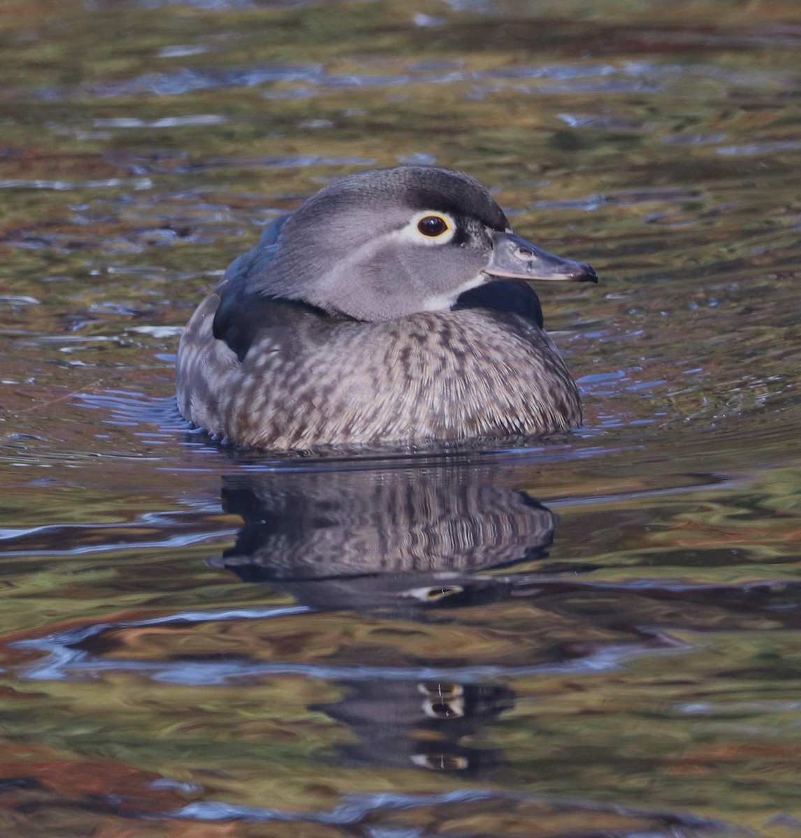 eBird Checklist - 13 Nov 2023 - halls pond park - 9 species