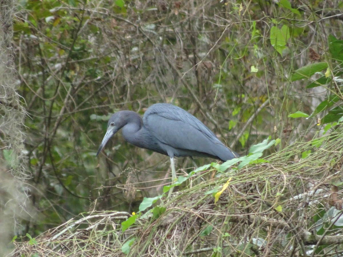 eBird Checklist - 13 Nov 2023 - Corkscrew Regional Ecosystem Watershed ...