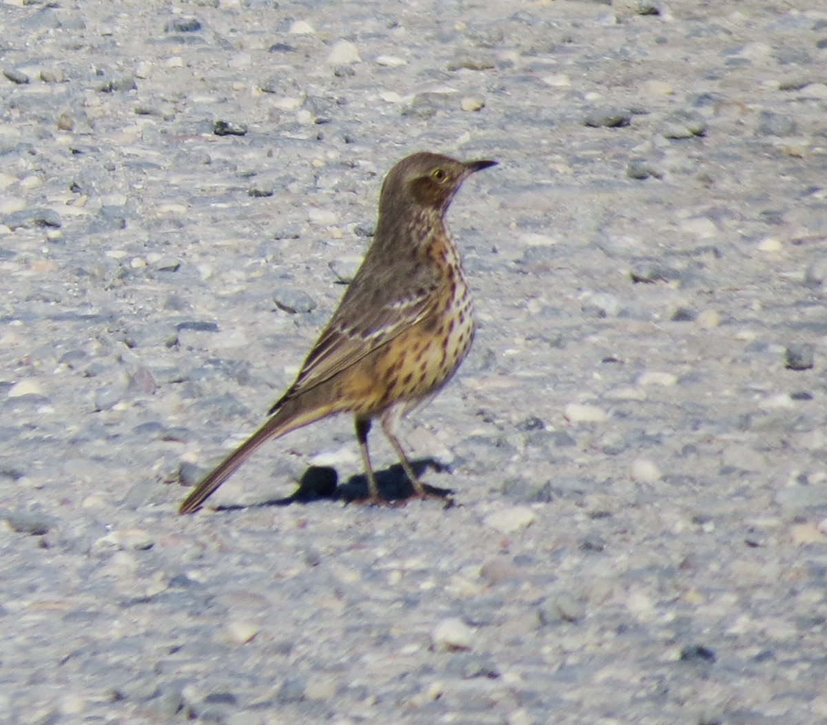 eBird Checklist - 13 Nov 2023 - Edwin B. Forsythe NWR (formerly Brig ...