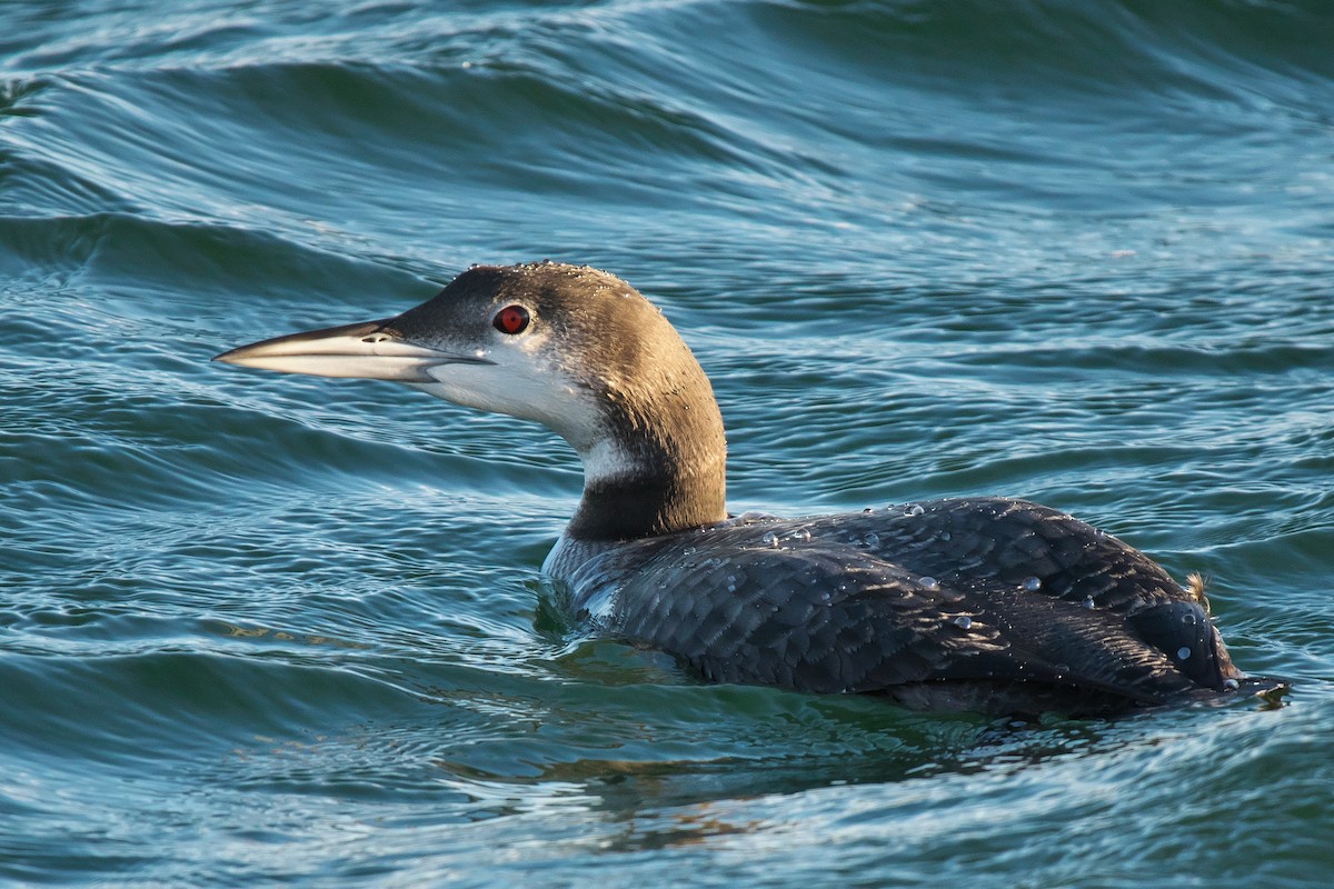 eBird Checklist - 13 Nov 2023 - Oakville--Bronte Harbour - 11 species
