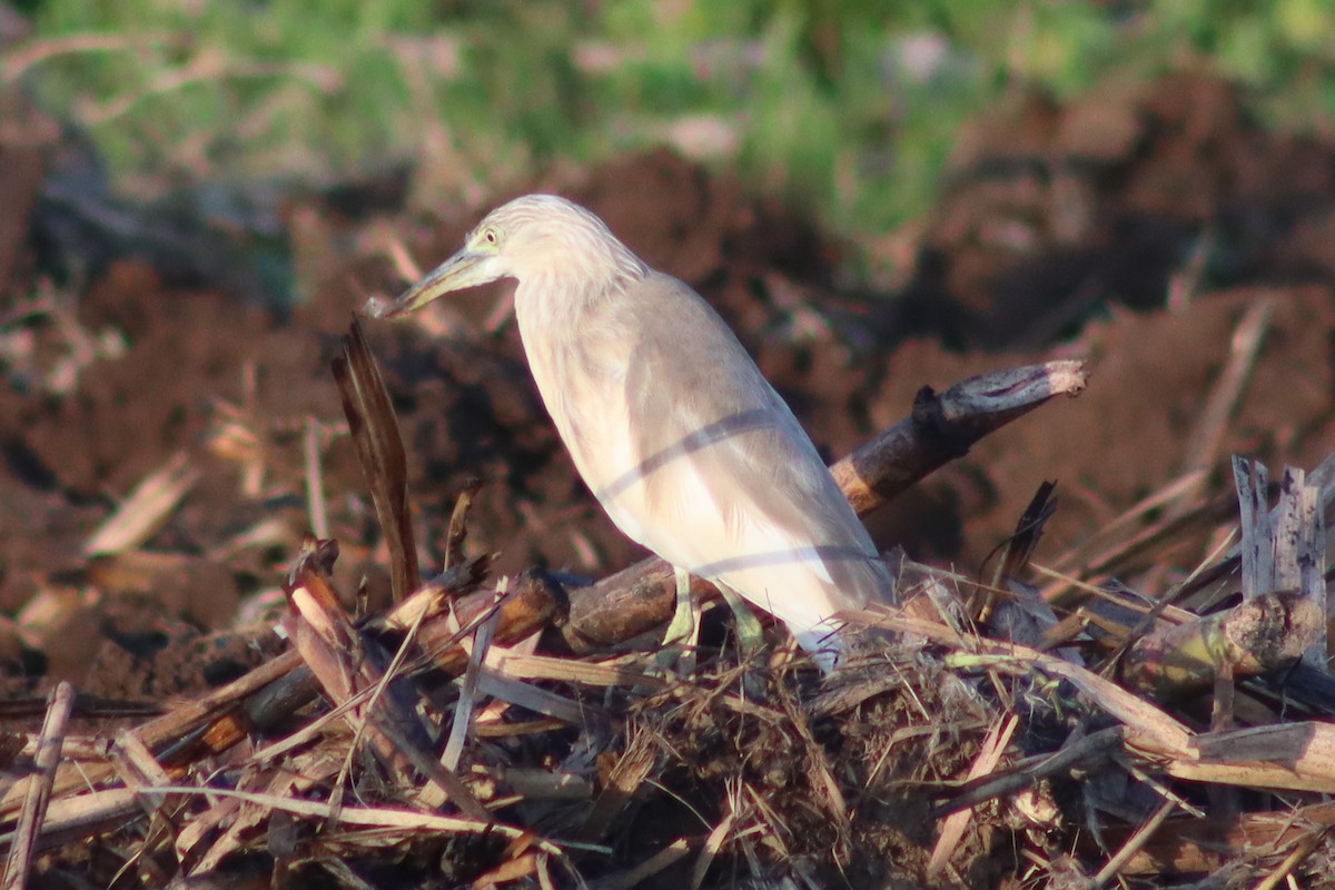 eBird Checklist - 14 Nov 2023 - Lag-asan, Bago City - 16 species (+1 ...