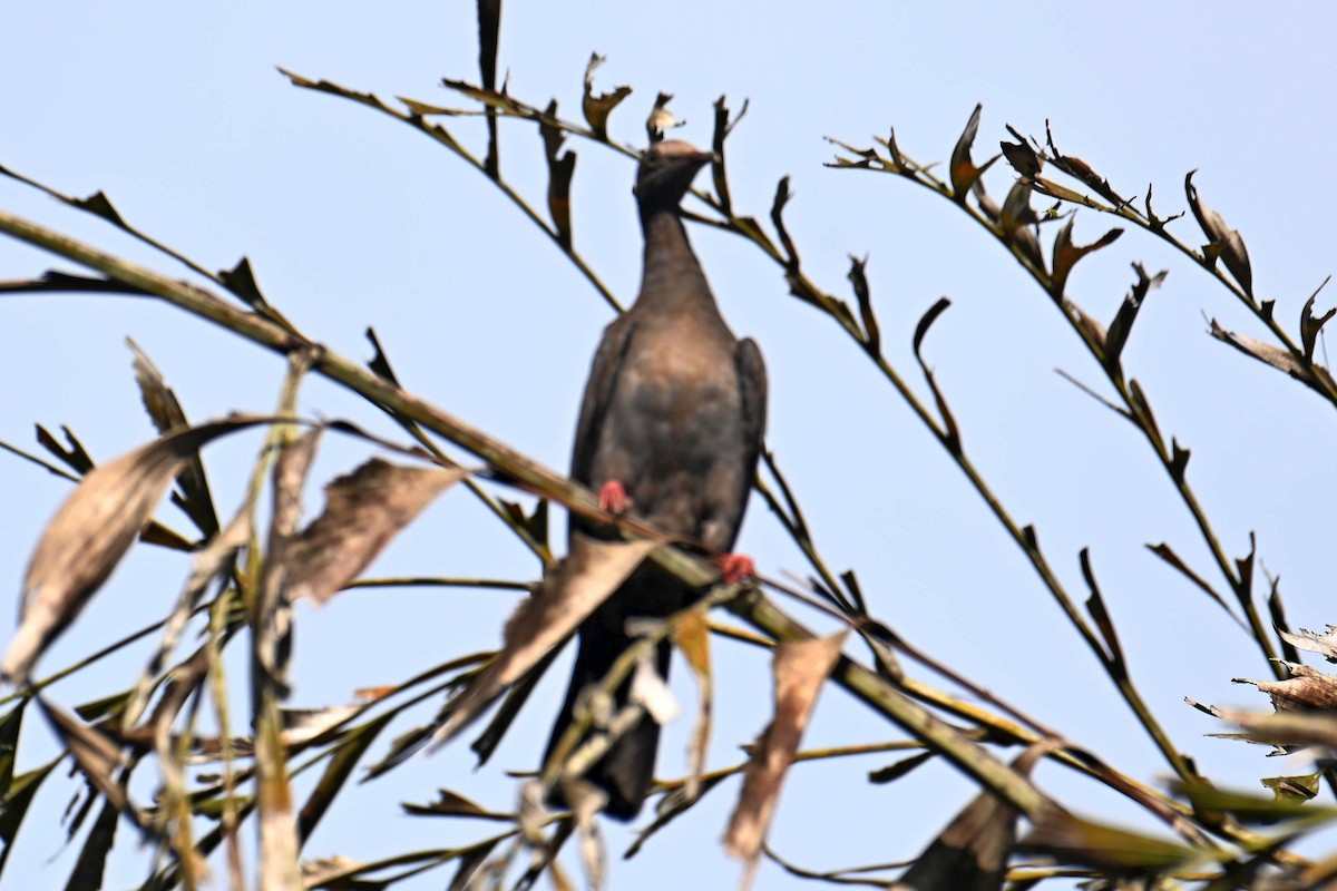 eBird India Checklist - 7 Nov 2023 - Unnamed Road, Flagaman, St ...