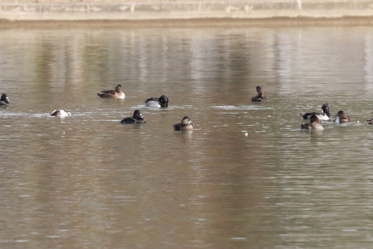 eBird Checklist - 13 Nov 2023 - Oxford Lake Park , Oxford, AL - 6 species