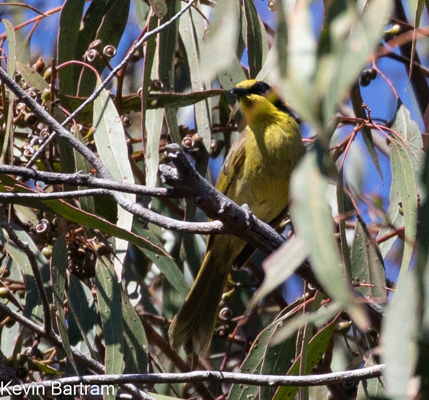 eBird Checklist - 6 Nov 2023 - Tamboon Road, Tamboon, Victoria, AU (-37 ...