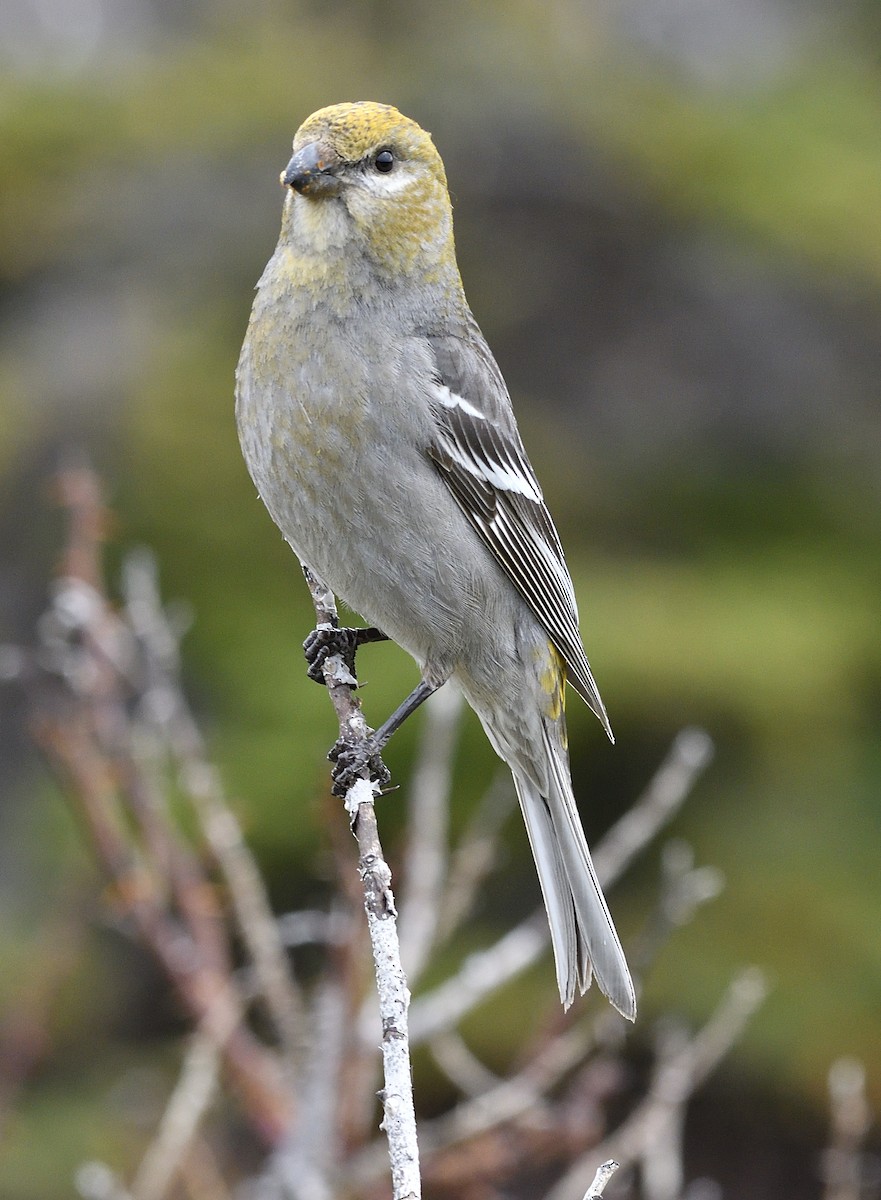 eBird Checklist - 20 May 2023 - Pointe aux Loups - 14 species