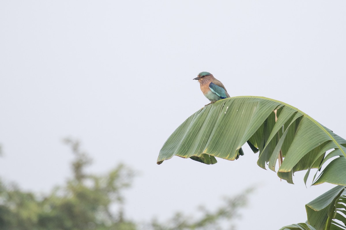 eBird India Checklist - 14 Nov 2023 - Bena, Near Suruchi Beach - 24 ...